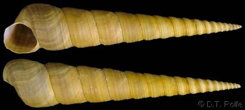 Turritella bacillum - Gastropods by Eddie Hardy