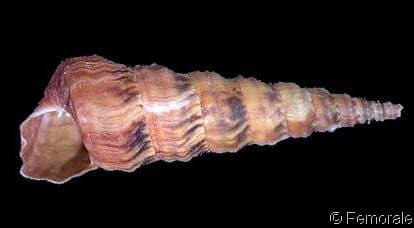 Turritella conspersa - Gastropods by Eddie Hardy