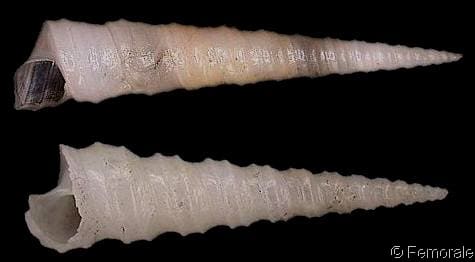 TURRITELLIDAE - Gastropods by Eddie Hardy