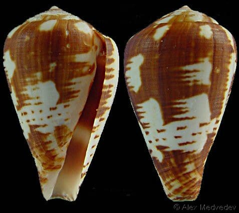 CONIDAE CONINAE - Gastropods by Eddie Hardy