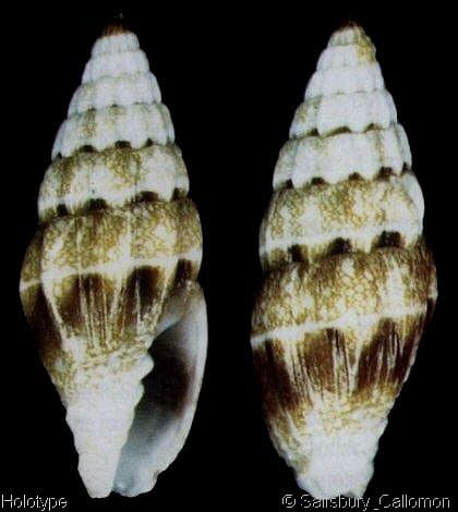 COSTELLARIIDAE - Gastropods by Eddie Hardy