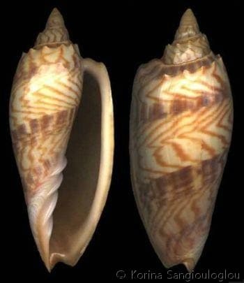 Amoria (Cymbiolista) hunteri - Gastropods by Eddie Hardy