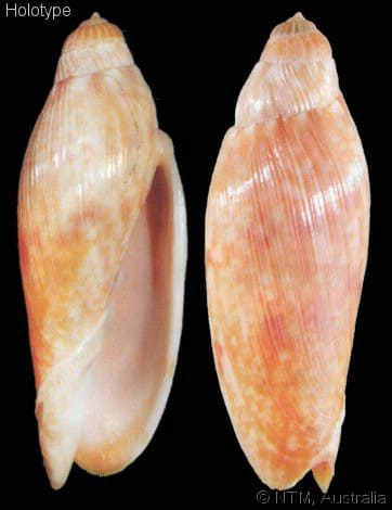 VOLUTIDAE AMORIINAE MELONINI - Gastropods by Eddie Hardy