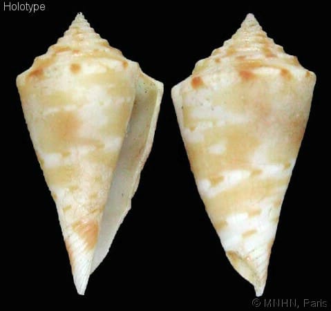 CONIDAE CONINAE - Gastropods by Eddie Hardy