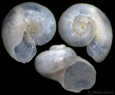 SKENEIDAE - Gastropods by Eddie Hardy