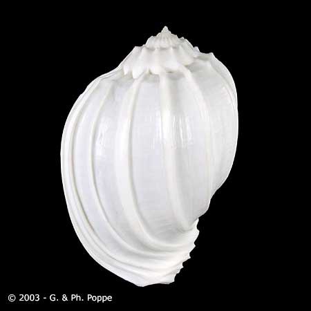 Describing Fake Shells | Shell Topics | Conchology