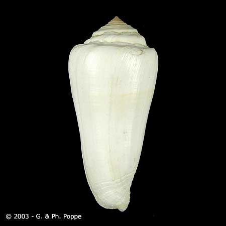 Describing Fake Shells | Shell Topics | Conchology