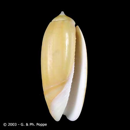 Describing Fake Shells | Shell Topics | Conchology