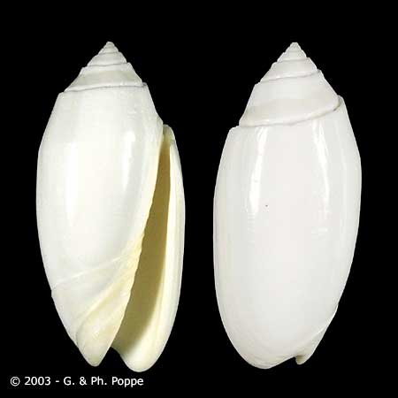 Describing Fake Shells | Shell Topics | Conchology
