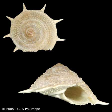 Describing Fake Shells | Shell Topics | Conchology