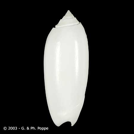 Describing Fake Shells | Shell Topics | Conchology