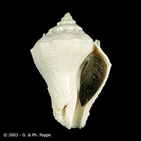 Describing Fake Shells | Shell Topics | Conchology