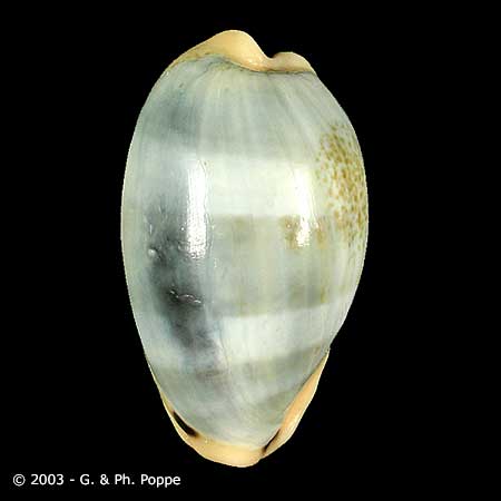 Describing Fake Shells | Shell Topics | Conchology