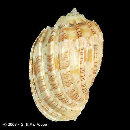 Describing Fake Shells | Shell Topics | Conchology