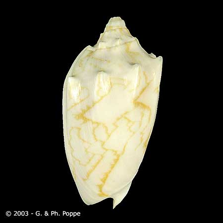 Describing Fake Shells | Shell Topics | Conchology