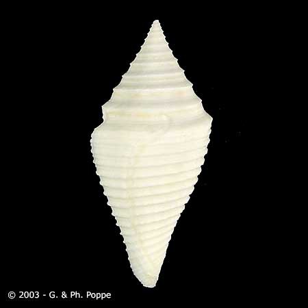 Describing Fake Shells | Shell Topics | Conchology