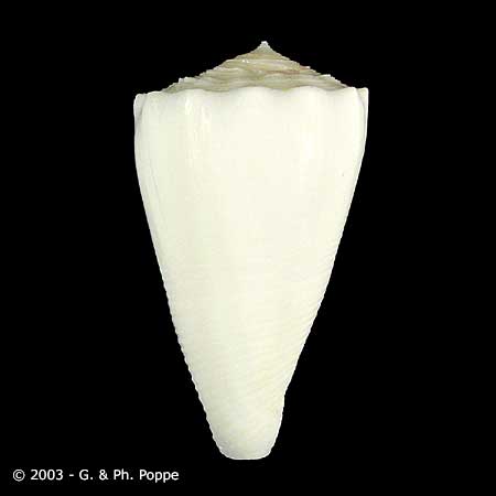 Describing Fake Shells | Shell Topics | Conchology