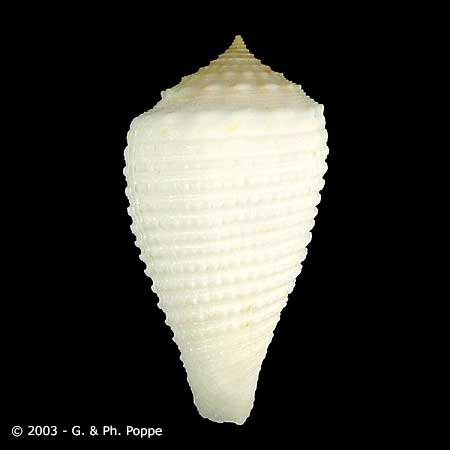 Describing Fake Shells | Shell Topics | Conchology
