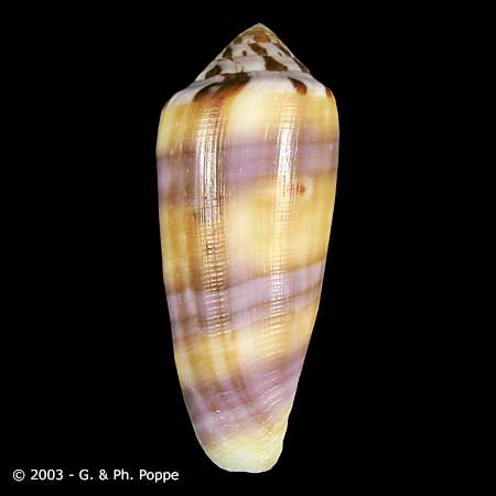 Describing Fake Shells | Shell Topics | Conchology