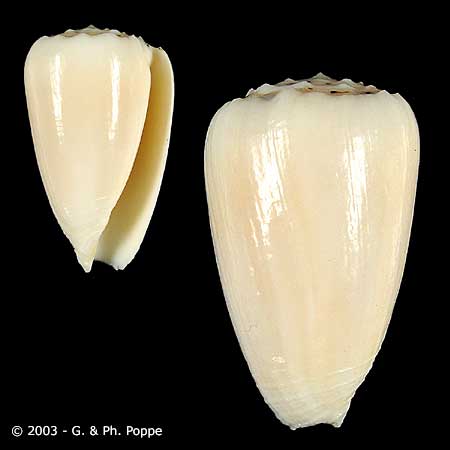 Describing Fake Shells | Shell Topics | Conchology