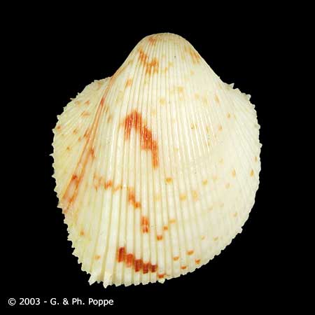 Describing Fake Shells | Shell Topics | Conchology