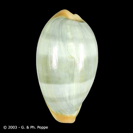 Describing Fake Shells | Shell Topics | Conchology