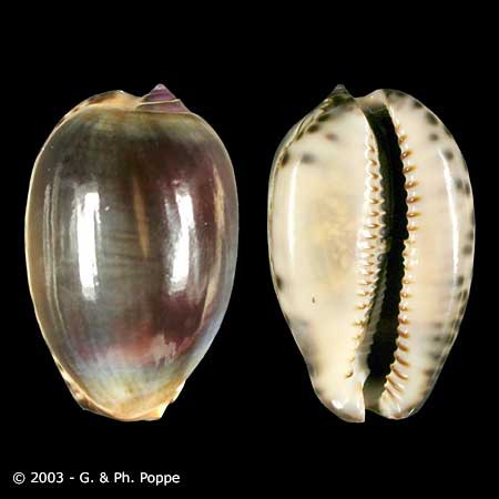 Describing Fake Shells | Shell Topics | Conchology