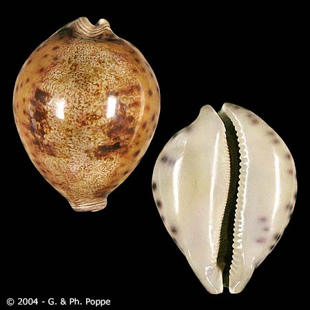 Describing Fake Shells | Shell Topics | Conchology