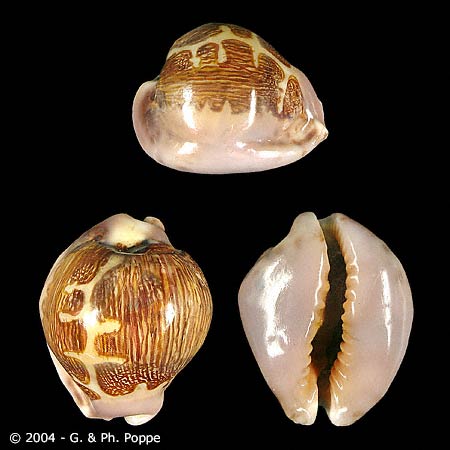 Describing Fake Shells | Shell Topics | Conchology