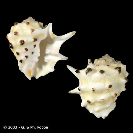 Describing Fake Shells | Shell Topics | Conchology