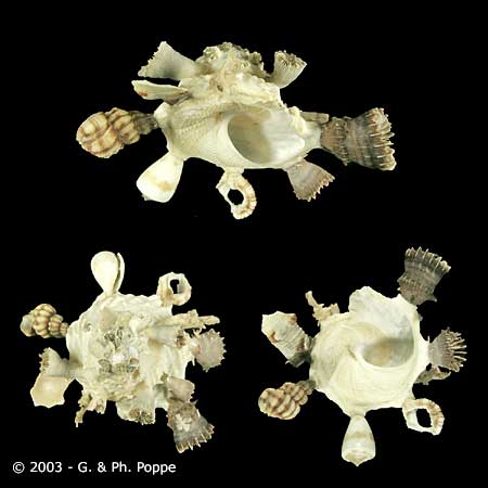 Describing Fake Shells | Shell Topics | Conchology