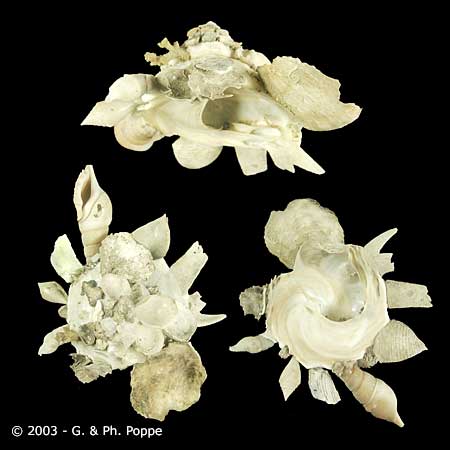 Describing Fake Shells | Shell Topics | Conchology