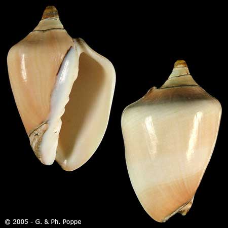 Describing Fake Shells | Shell Topics | Conchology