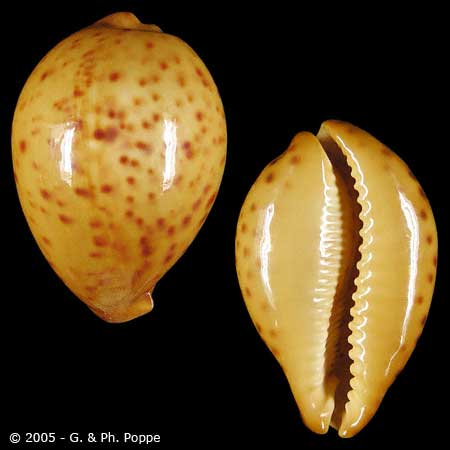 Describing Fake Shells | Shell Topics | Conchology