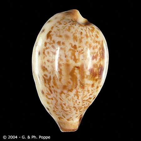 Describing Fake Shells | Shell Topics | Conchology