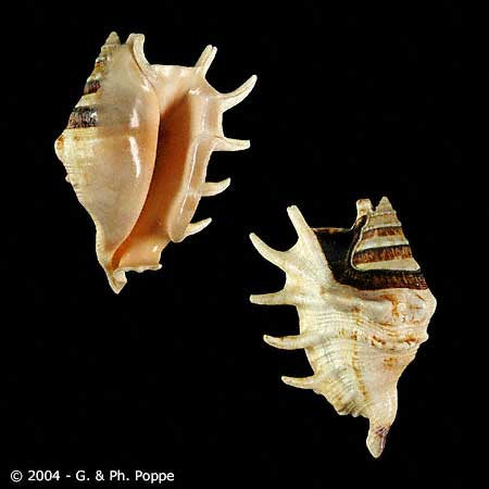 Describing Fake Shells | Shell Topics | Conchology