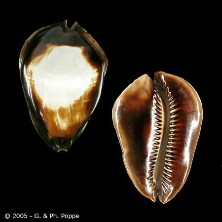 Describing Fake Shells | Shell Topics | Conchology