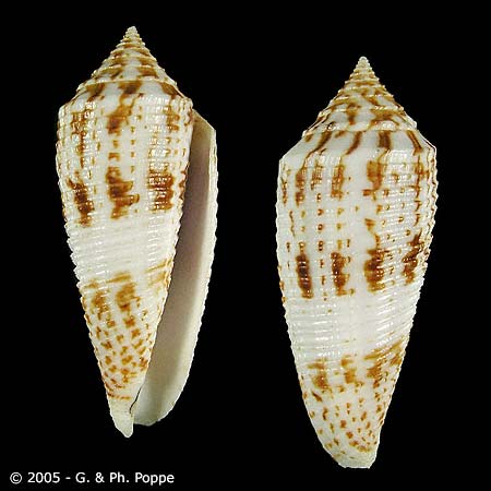 Describing Fake Shells | Shell Topics | Conchology