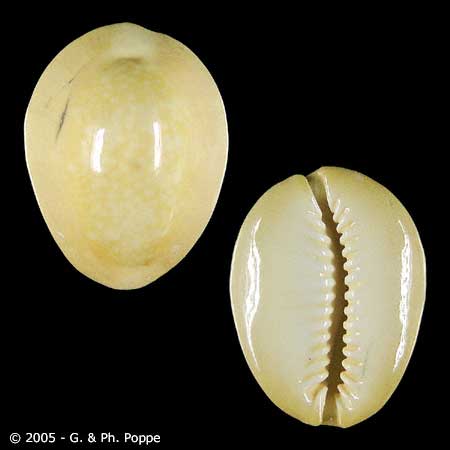 Describing Fake Shells | Shell Topics | Conchology