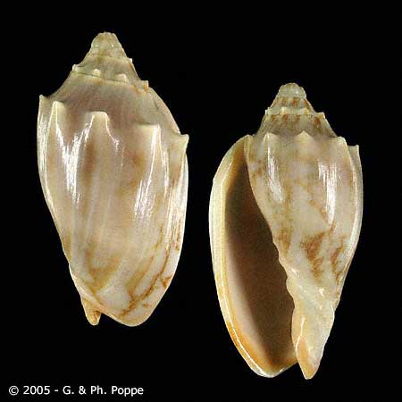 Describing Fake Shells | Shell Topics | Conchology