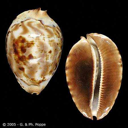 Describing Fake Shells | Shell Topics | Conchology