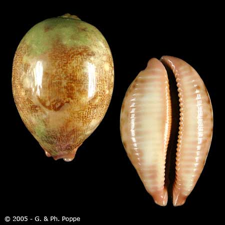 Describing Fake Shells | Shell Topics | Conchology