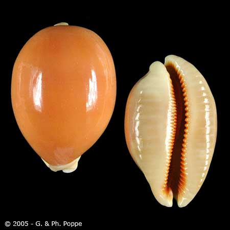 Describing Fake Shells | Shell Topics | Conchology