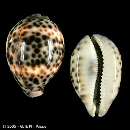 Describing Fake Shells | Shell Topics | Conchology