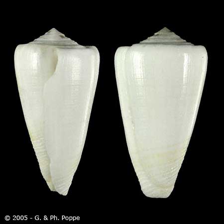 Describing Fake Shells | Shell Topics | Conchology