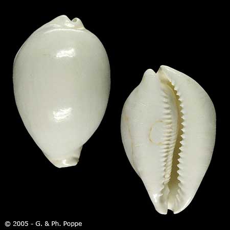 Describing Fake Shells | Shell Topics | Conchology