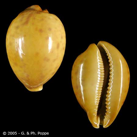 Describing Fake Shells | Shell Topics | Conchology