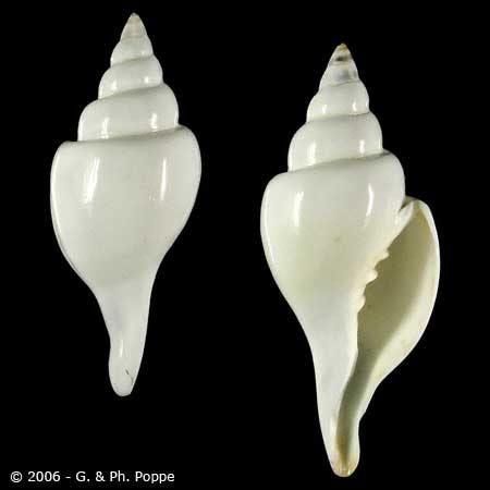 Describing Fake Shells | Shell Topics | Conchology