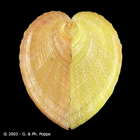 Describing Fake Shells | Shell Topics | Conchology