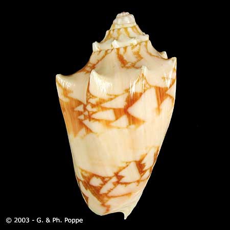Describing Fake Shells | Shell Topics | Conchology